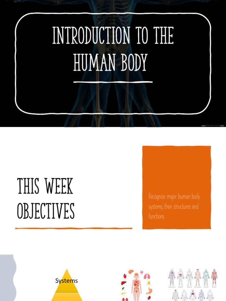 Overview of Human Body Systems | PDF | Human Body | Anatomical Terms Of ...