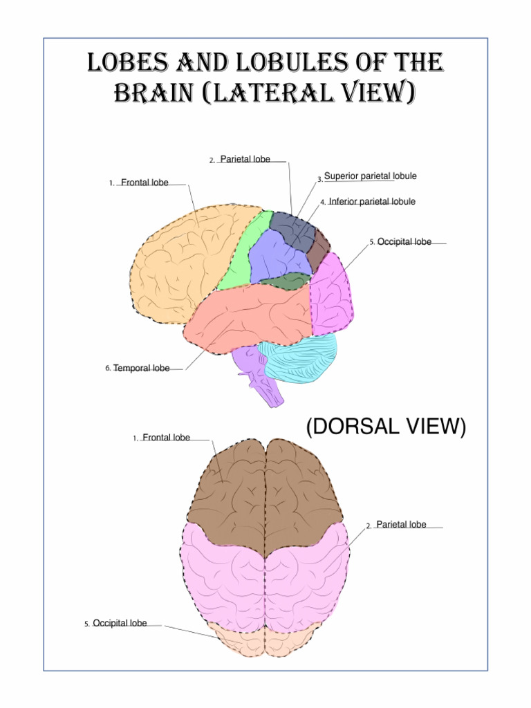 Lobes Lobules | PDF