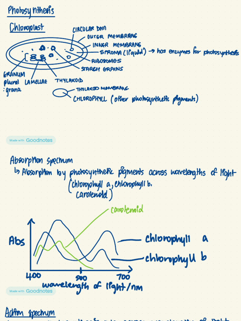 Photosynthesis Notes | PDF