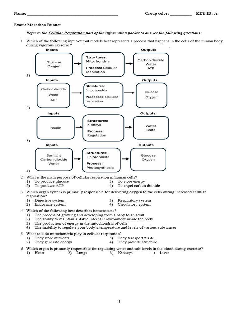 Cellular Respiration & Homeostasis Exam | PDF | Cellular Respiration | Human Body