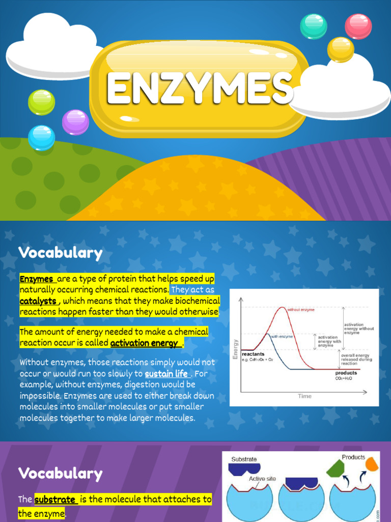 Enzymes Lecture Slides | PDF
