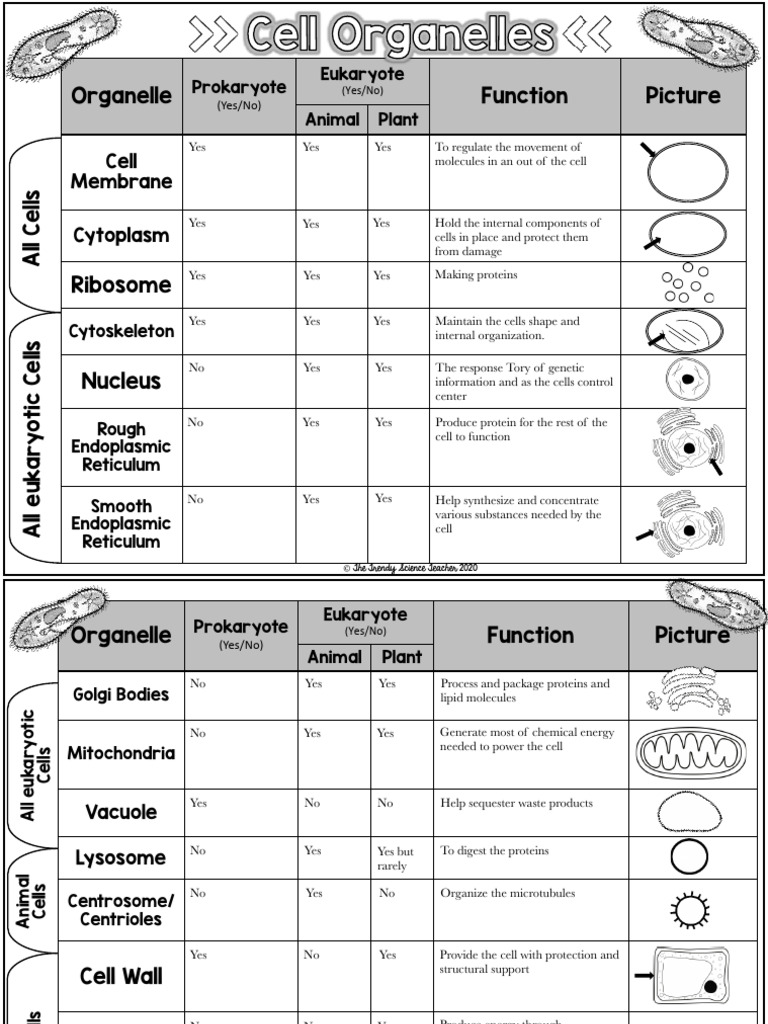 Eukaryotic and Prokaryotic Cell Organelles | PDF | Cell (Biology ...