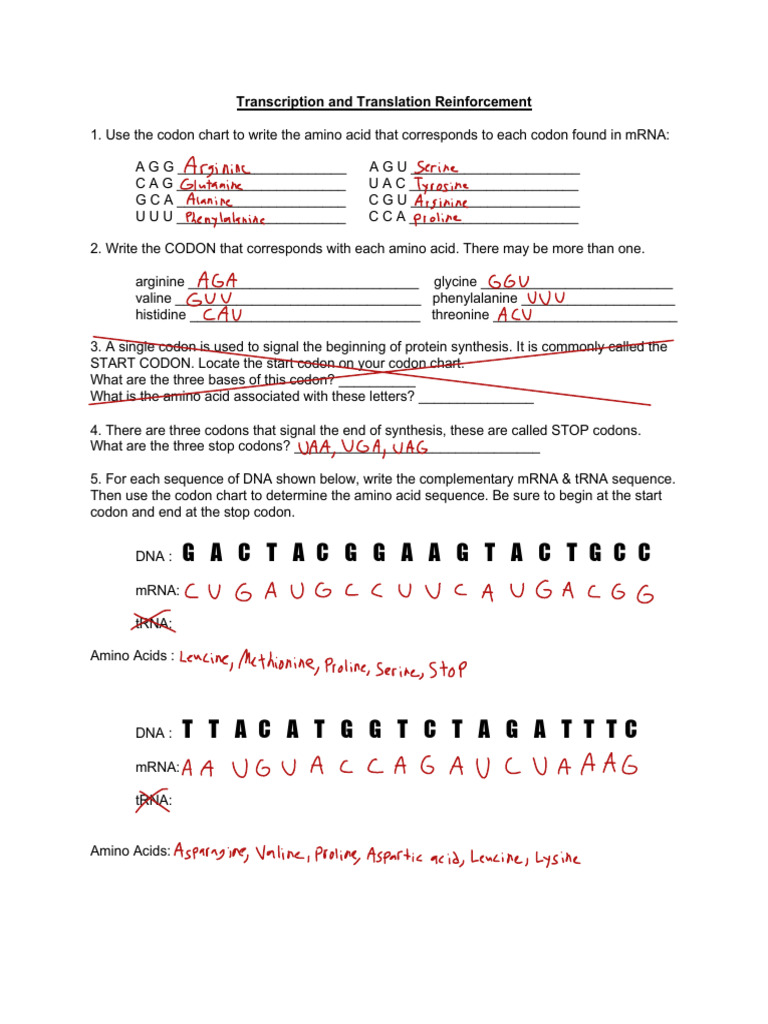 Transcription and Translation Reinforcement | PDF | Genetic Code ...