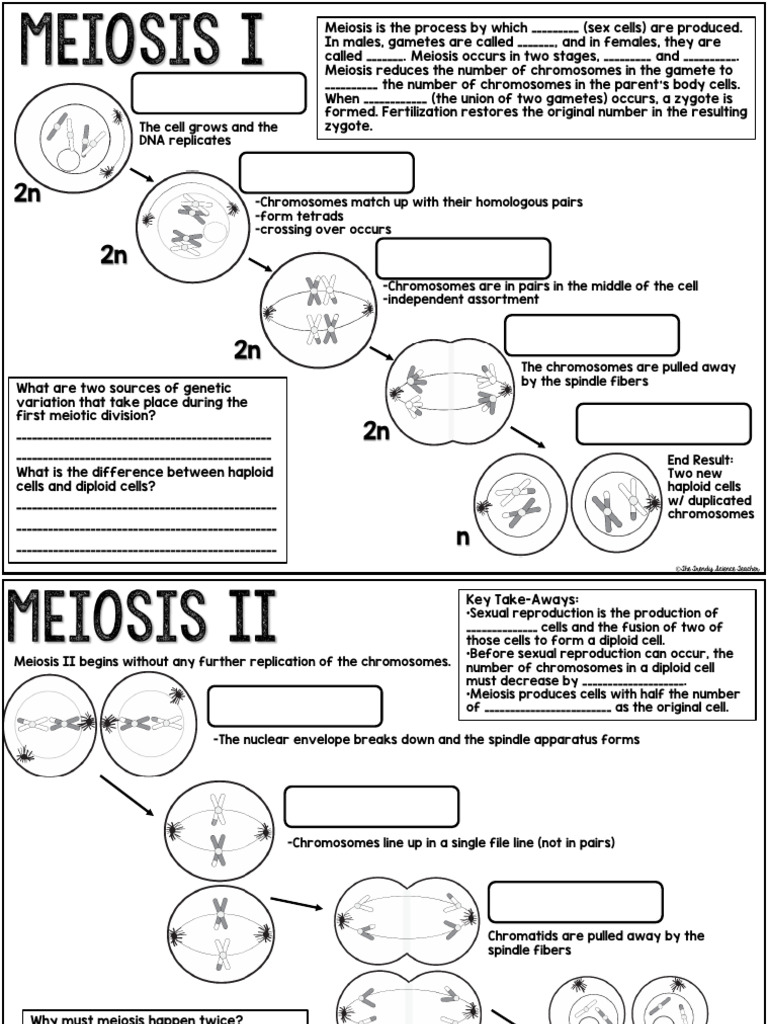 Meiosis+Graphic+Organizer | PDF | Meiosis | Ploidy