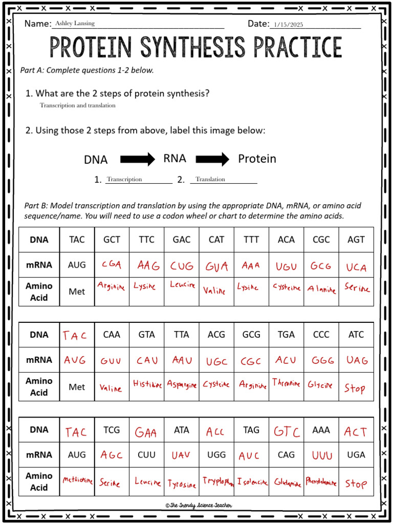 Protein Synthesis Practice Worksheet | PDF | Translation (Biology) | Genetic Code
