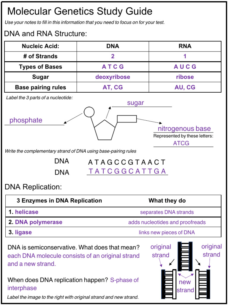 Molecular Genetics Study Guide - Answer Key | PDF