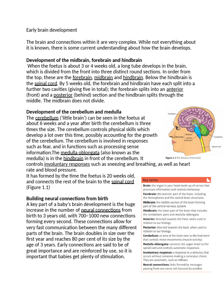 Development Worksheet Answers | PDF | Brain | Human Anatomy