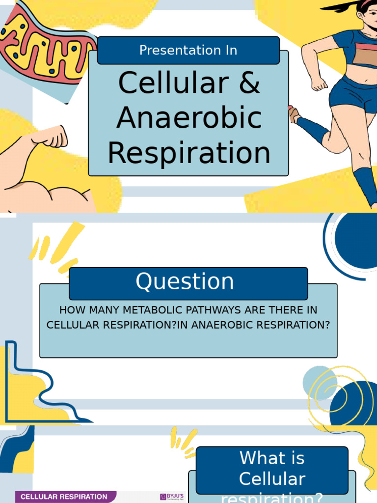 Respiration Aerobic and Anaerobic Biology Presentation in A Blue Yellow ...