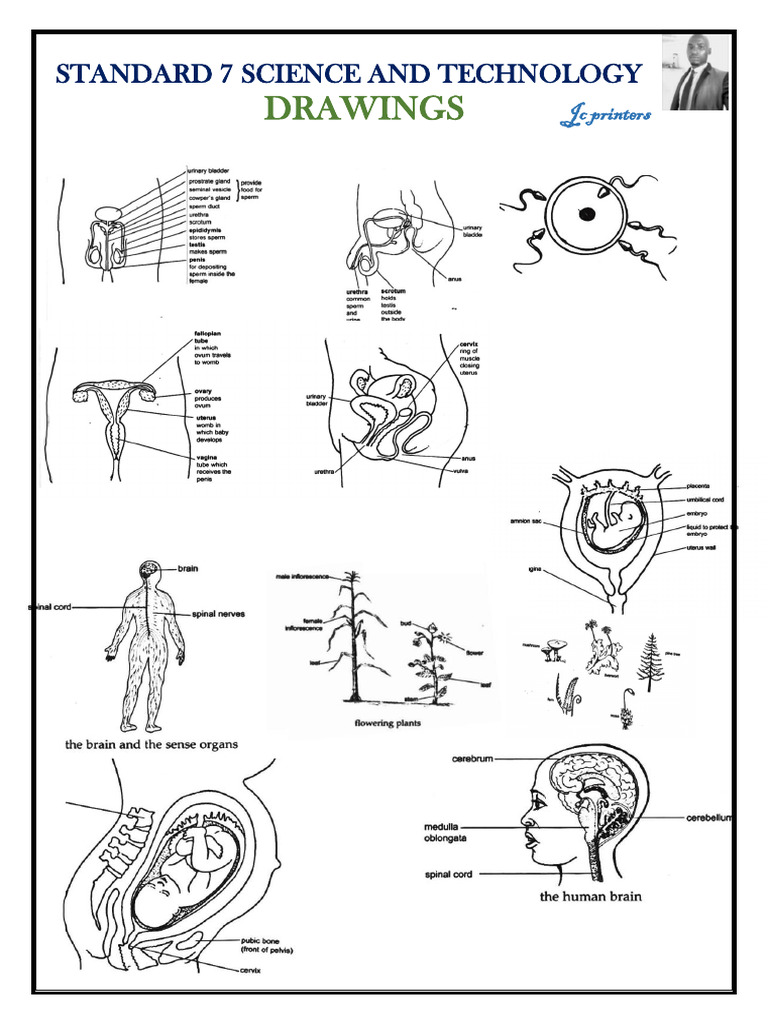 Standard 7 Drawings (Science & Tech) PDF | PDF