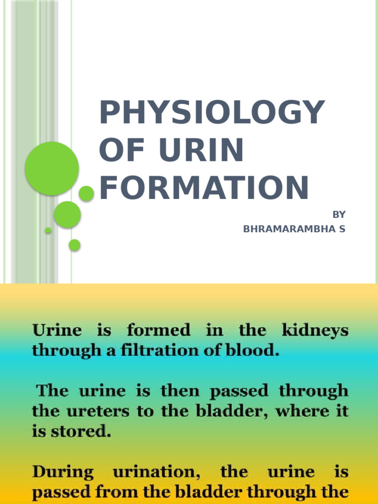 Urin Formation | PDF