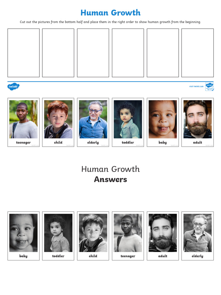Human Growth Timeline Worksheet | PDF