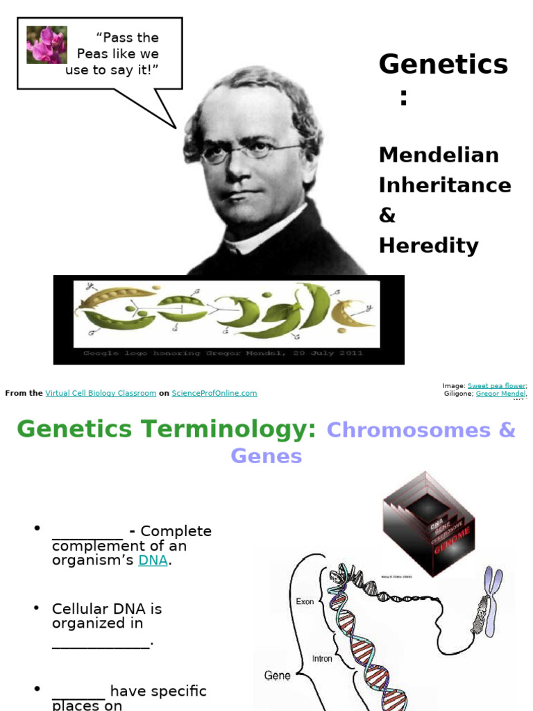 Mendelian Genetics Heredity | PDF | Dominance (Genetics) | Genotype