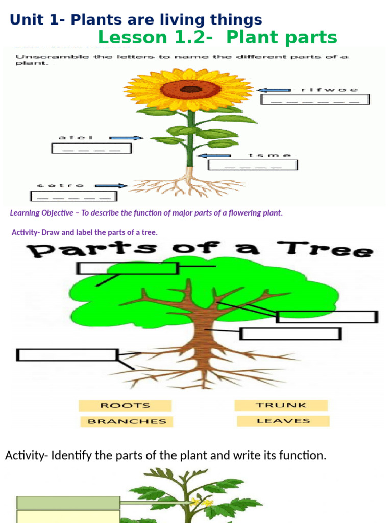 Plant Parts -Ppt 1 | PDF