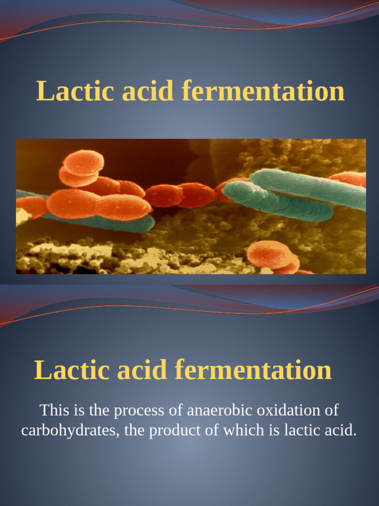Lactic Acid Fermentation | PDF | Lactic Acid | Lactobacillus