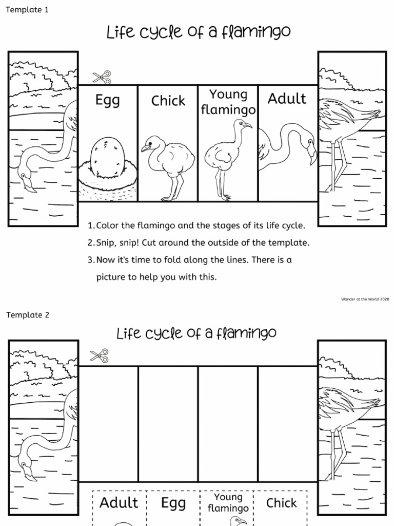 Cycle of Life Flamingo | PDF