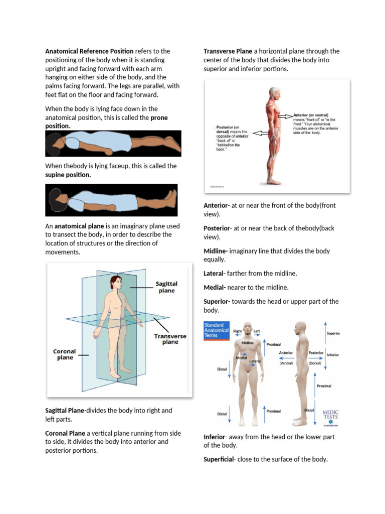 Pathfit Reviewer 1 | PDF | Anatomical Terms Of Motion | Anatomical ...