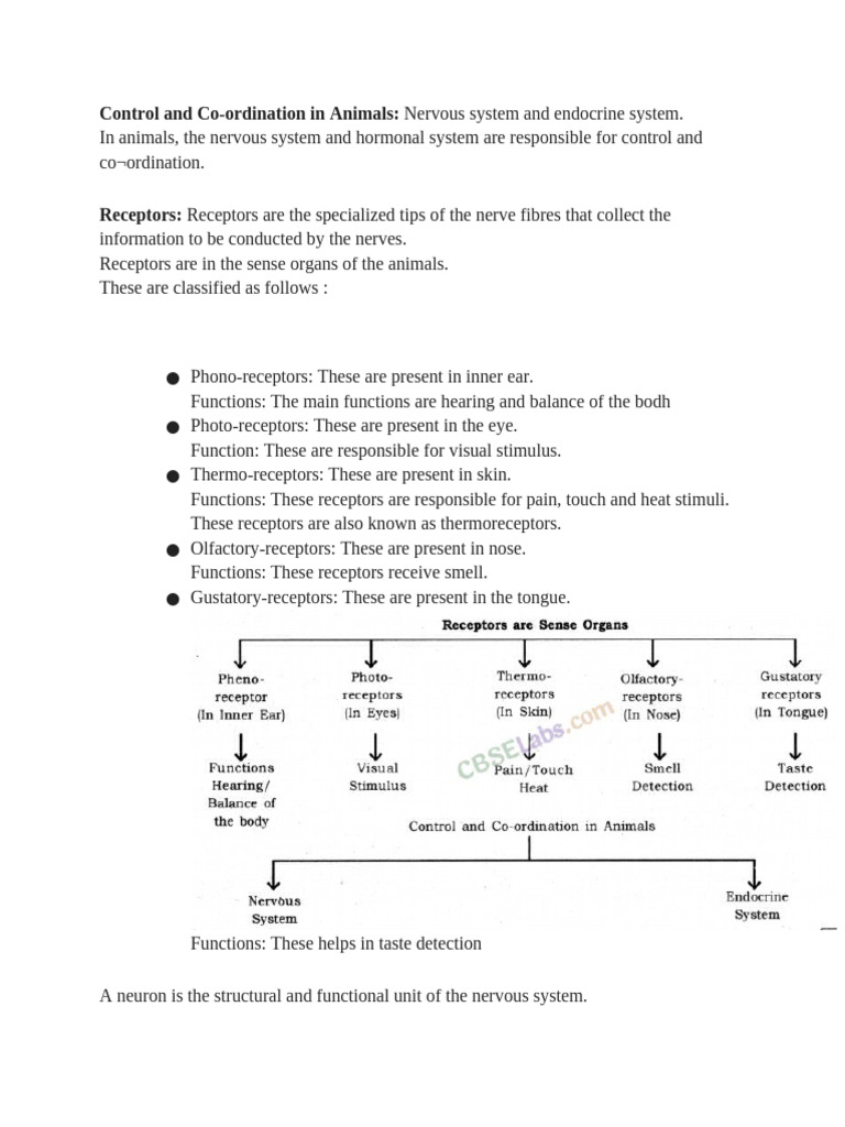 Control and Coordination Notes | PDF | Nervous System | Nerve