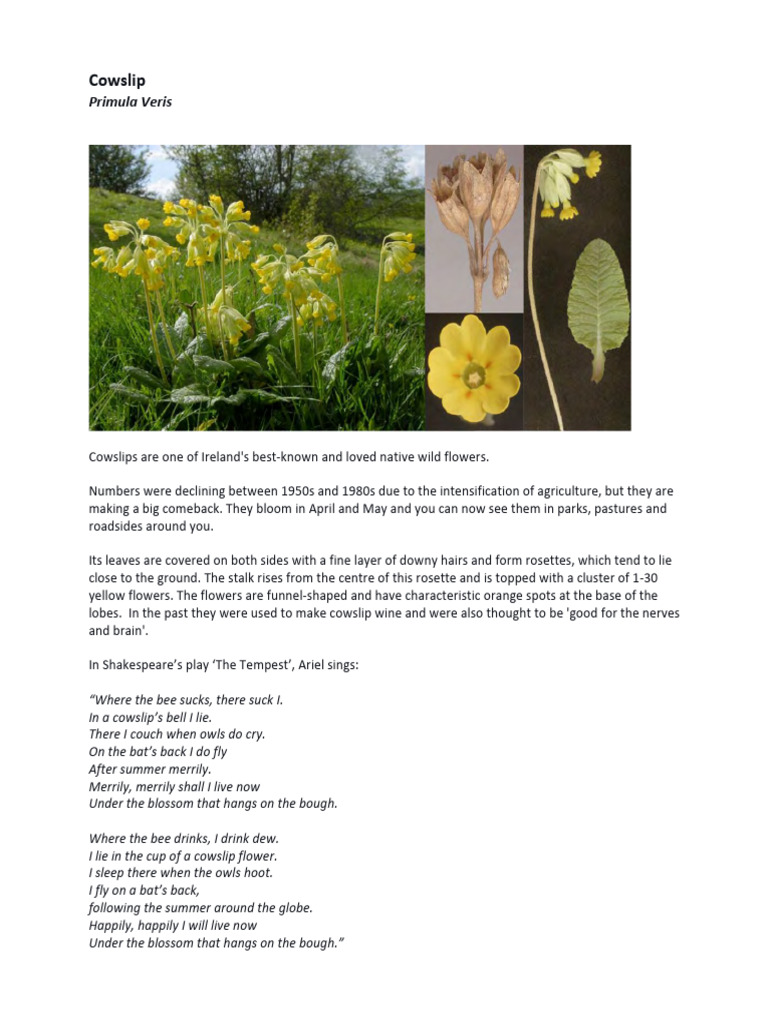 Cowslip | PDF