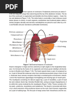 Cockroach Ncert | PDF