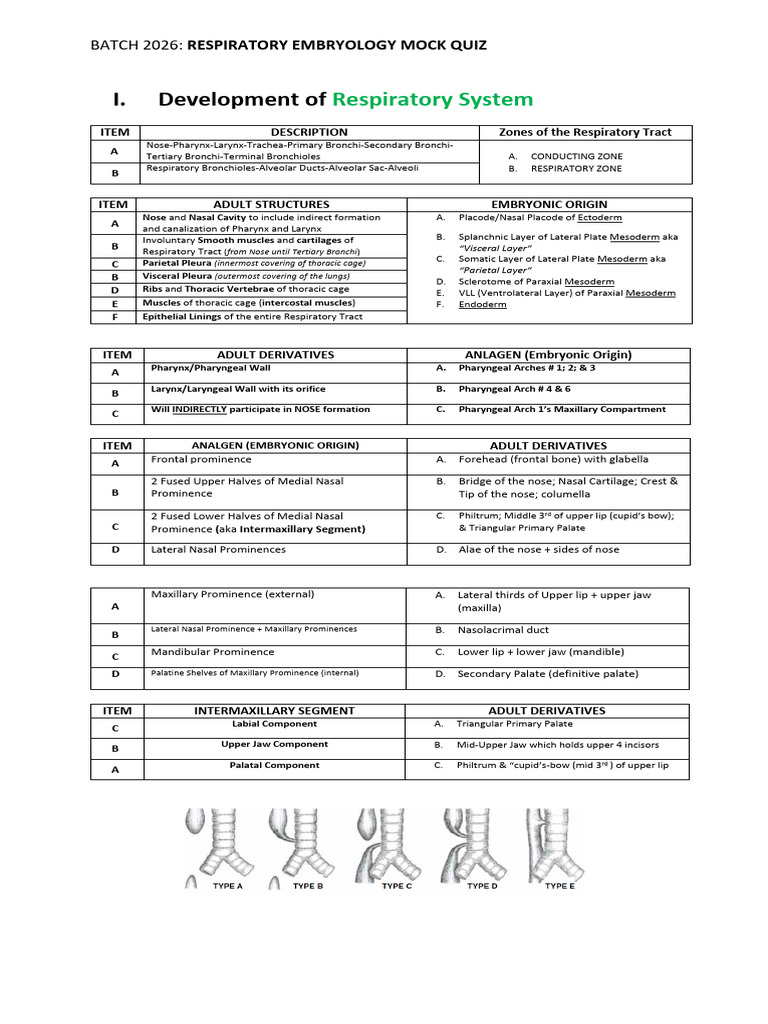 ANSWER KEY Respiratory Module Mock Quiz 1 | PDF | Respiratory Tract | Lung