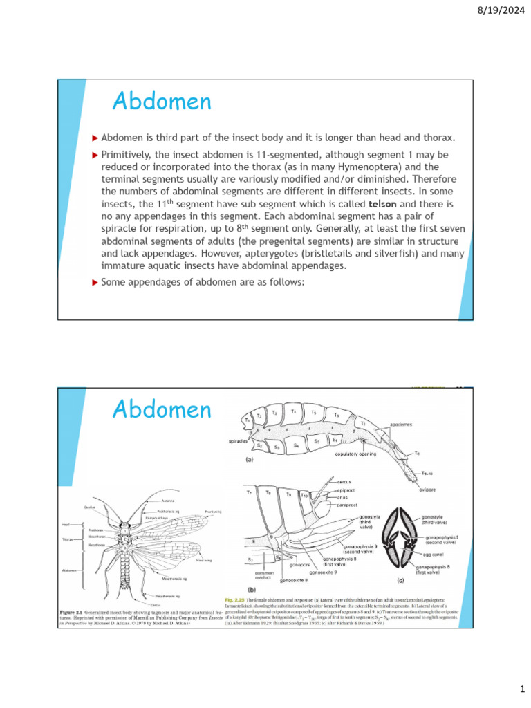 Insect Abdomen Structure and Metamorphosis | PDF | Pupa | Insects