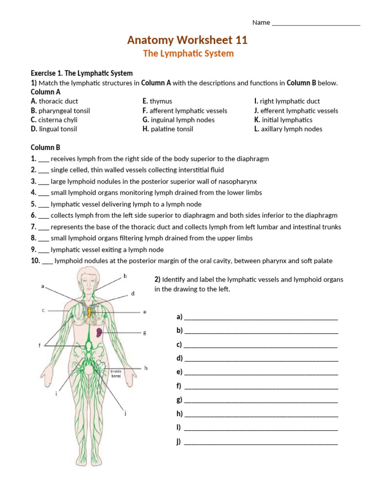 Anat WKST 11 Lymphatics | PDF | Lymphatic System | Lymph