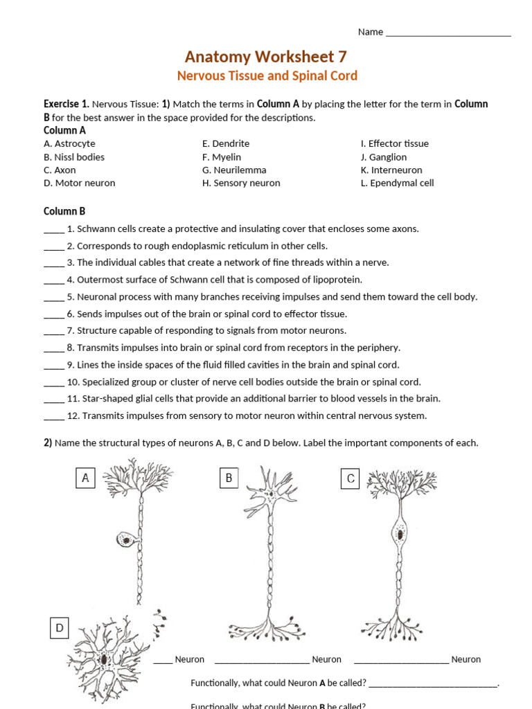 Spinal Cord Anatomy and Functions Worksheet | PDF | Neuron | Spinal Cord