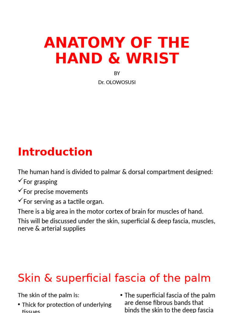 Anatomy of The Hand & Wrist | PDF | Hand | Thumb
