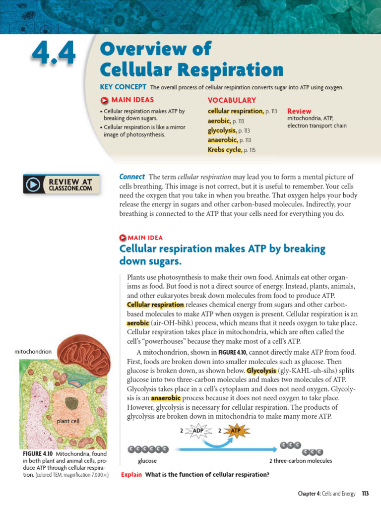4.4 Cellular Respiration Overview | PDF | Cellular Respiration ...