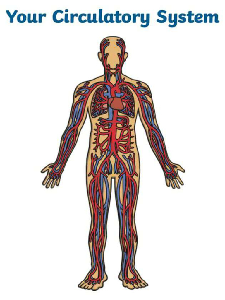 Circulatory System | PDF
