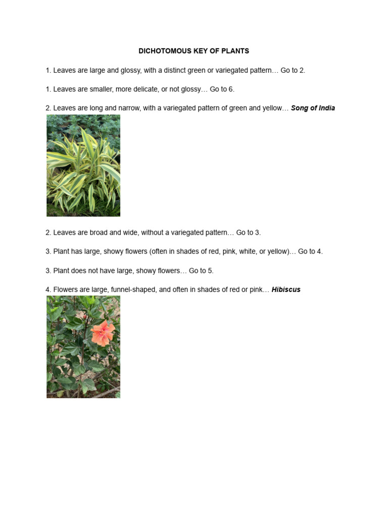 11 Plants - Dichotomous Key | PDF