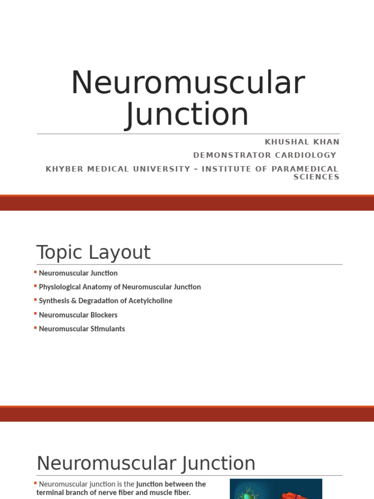Lecture 10 - Neuromuscular Junction | PDF | Neuromuscular Junction | Acetylcholine