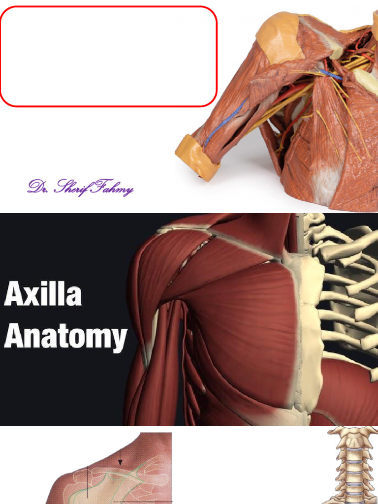 Axilla, Serratus Anterior M. and Spaces in Posterior Wall of Axilla. | PDF | Soft Tissue | Limbs ...
