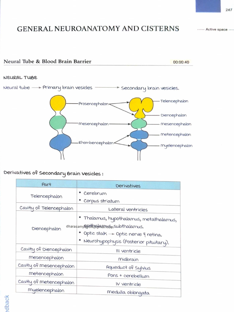 10 Neuroanatomy | PDF