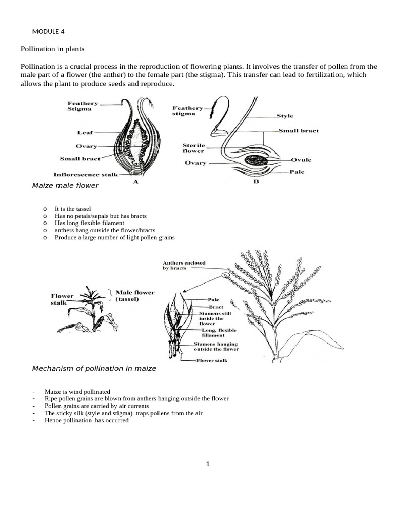 ASSl 4 EXPLORE PRINCIPLES OF PLANT PRODUCTION | PDF | Flowers | Seed