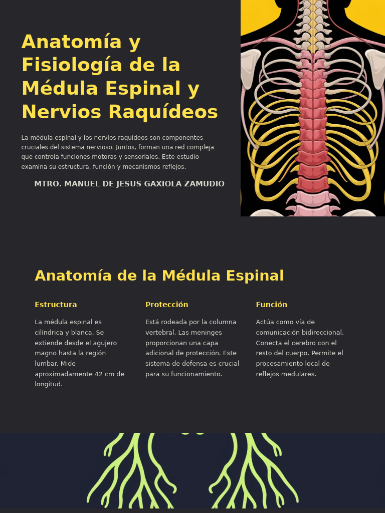 Anatomia y Fisiologia de La Medula Espinal y Nervios Raquideos | PDF ...