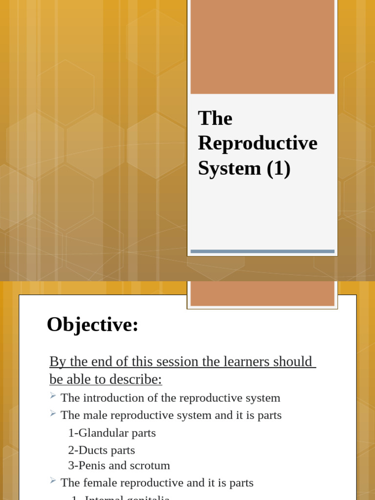 4 Male Reproductive System Pdf Testicle Prostate