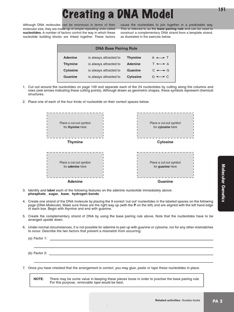 Constructing a DNA Model Activity | PDF | Dna | Base Pair