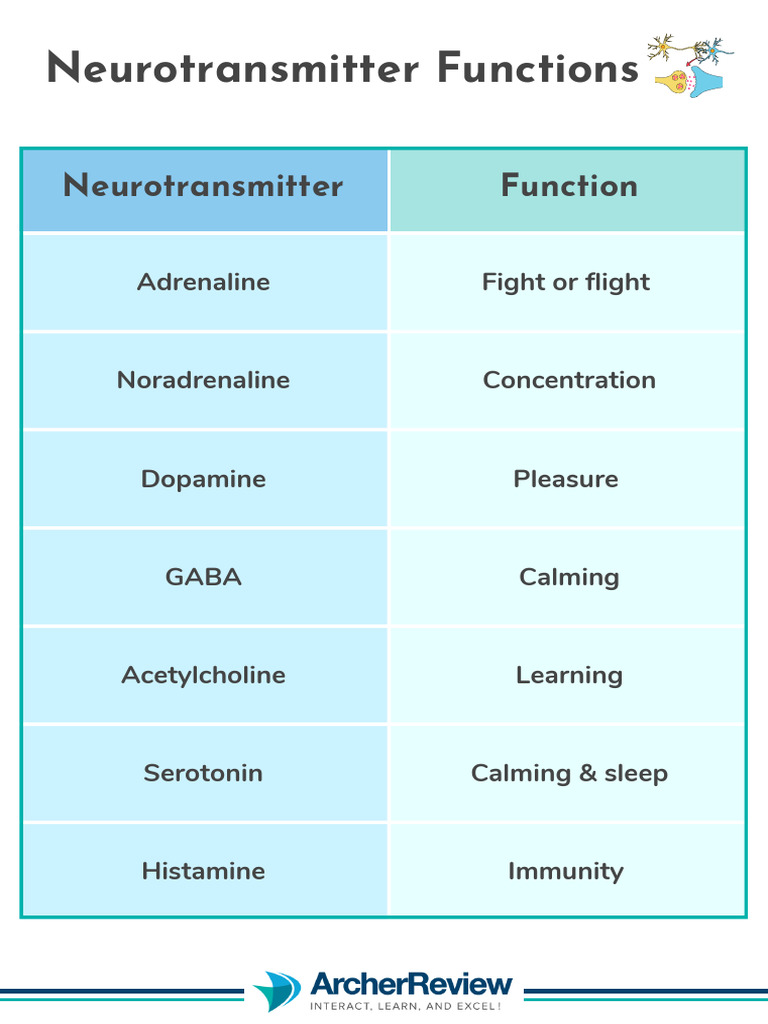 Neurotransmitter Roles Explained | PDF