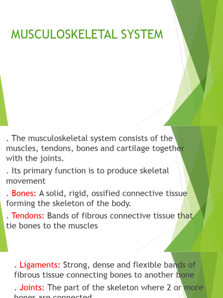 Musculoskeletal System | PDF | Human Musculoskeletal System | Muscle