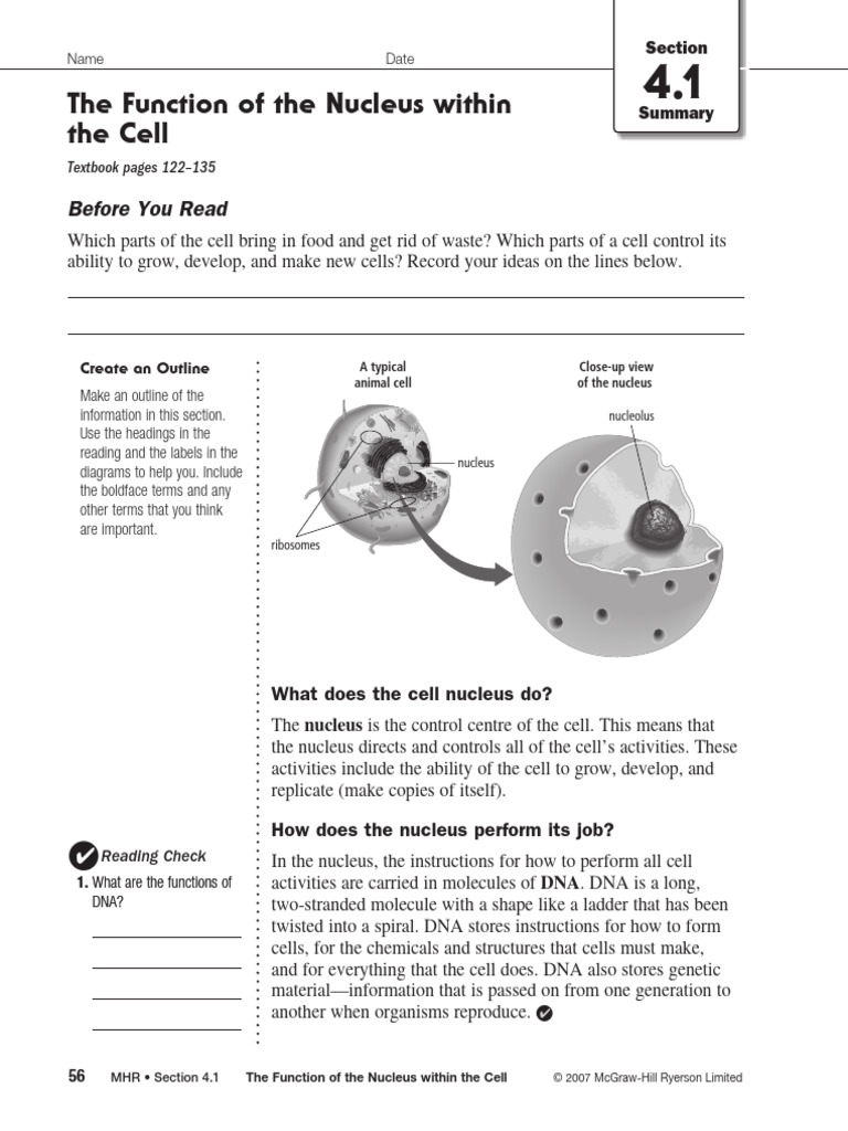 Cell Nucleus: The Control Center | PDF | Cell (Biology) | Cell Nucleus