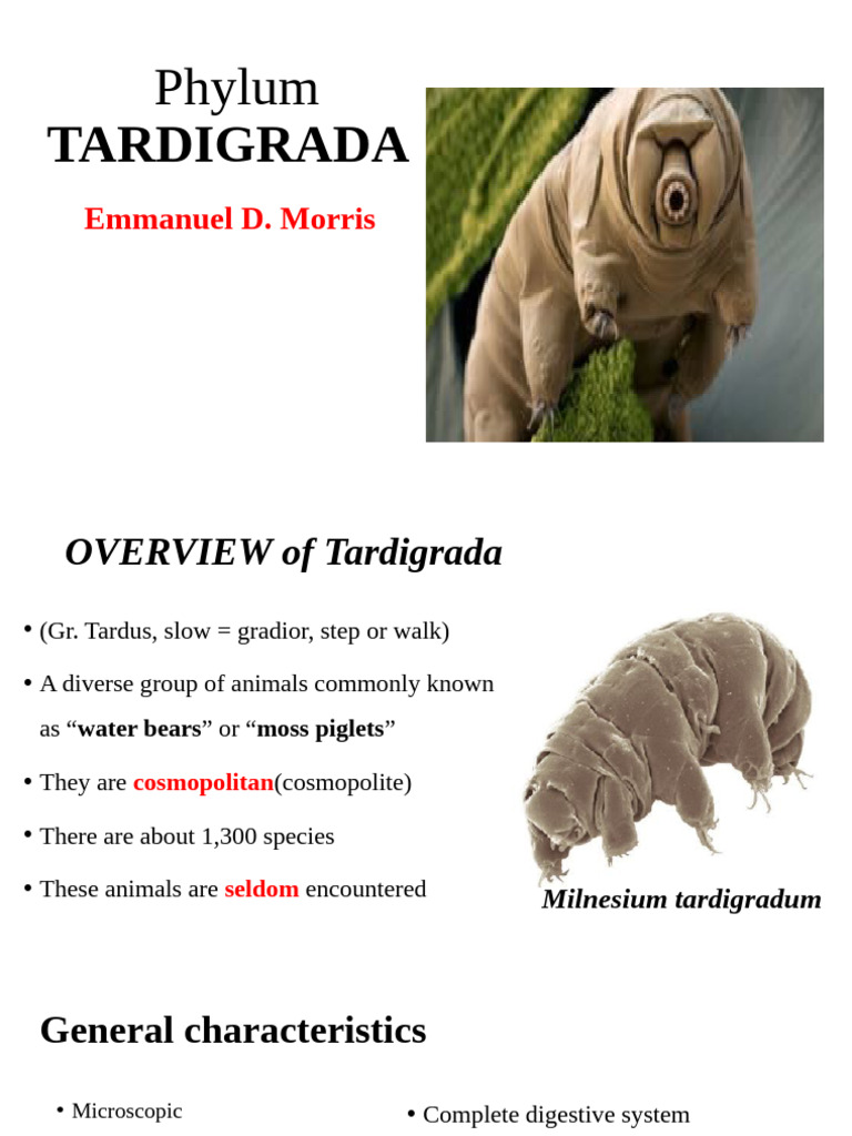 Phylum TARDIGRADA | PDF