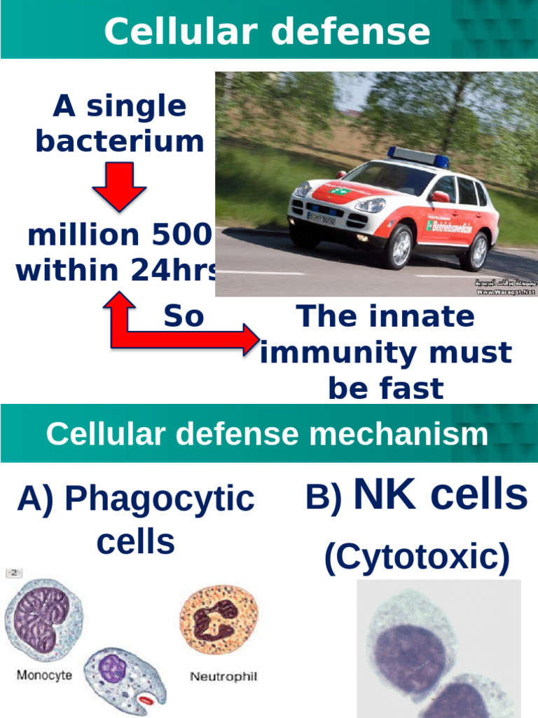 2- Cellular Defense Mechanism | PDF | Interleukin 8 | Cell Adhesion
