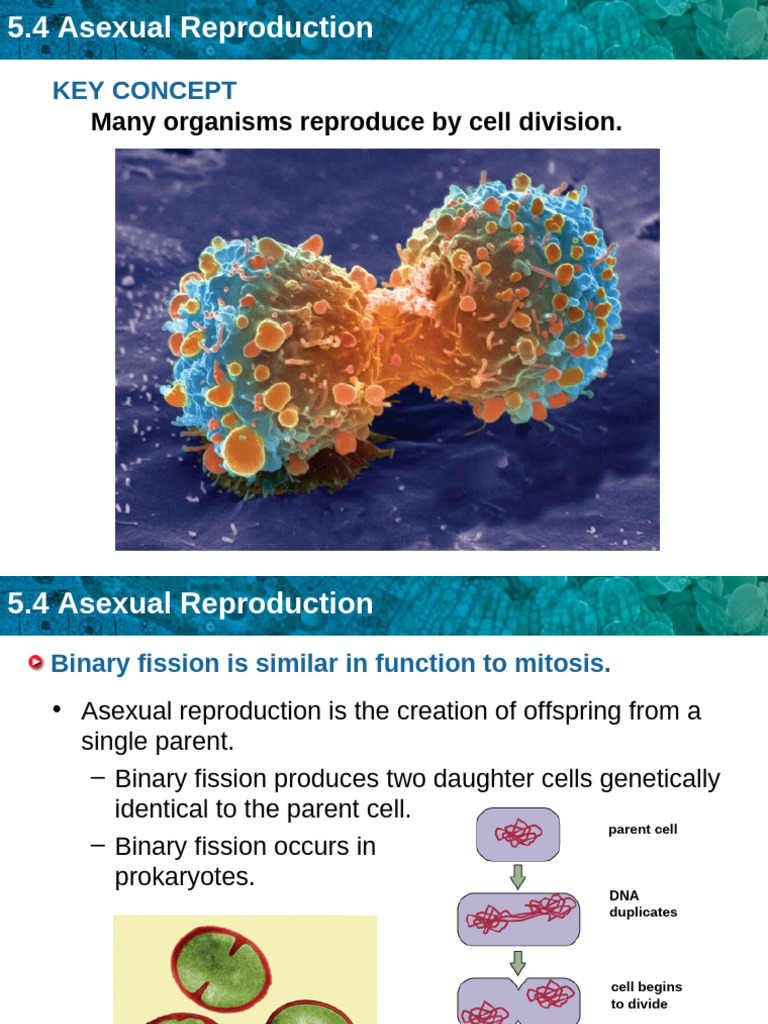 Asexual Reproduction Mechanisms Explained | PDF