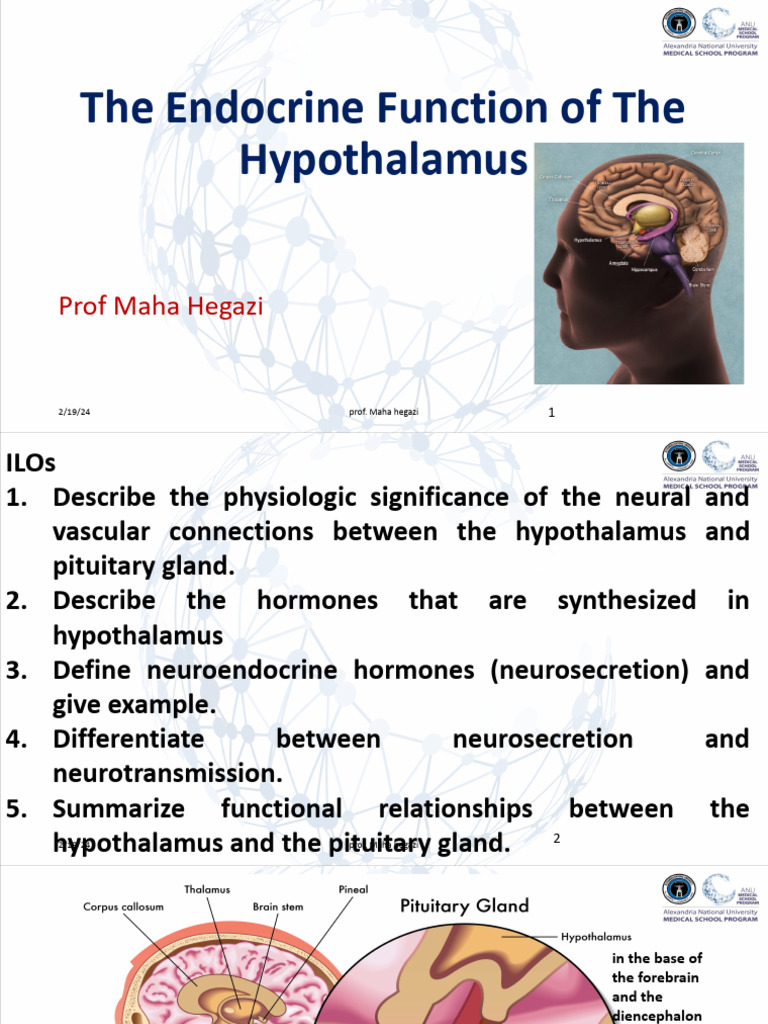 Hypothalamus Endocrine Functions | PDF | Hypothalamus | Pituitary Gland