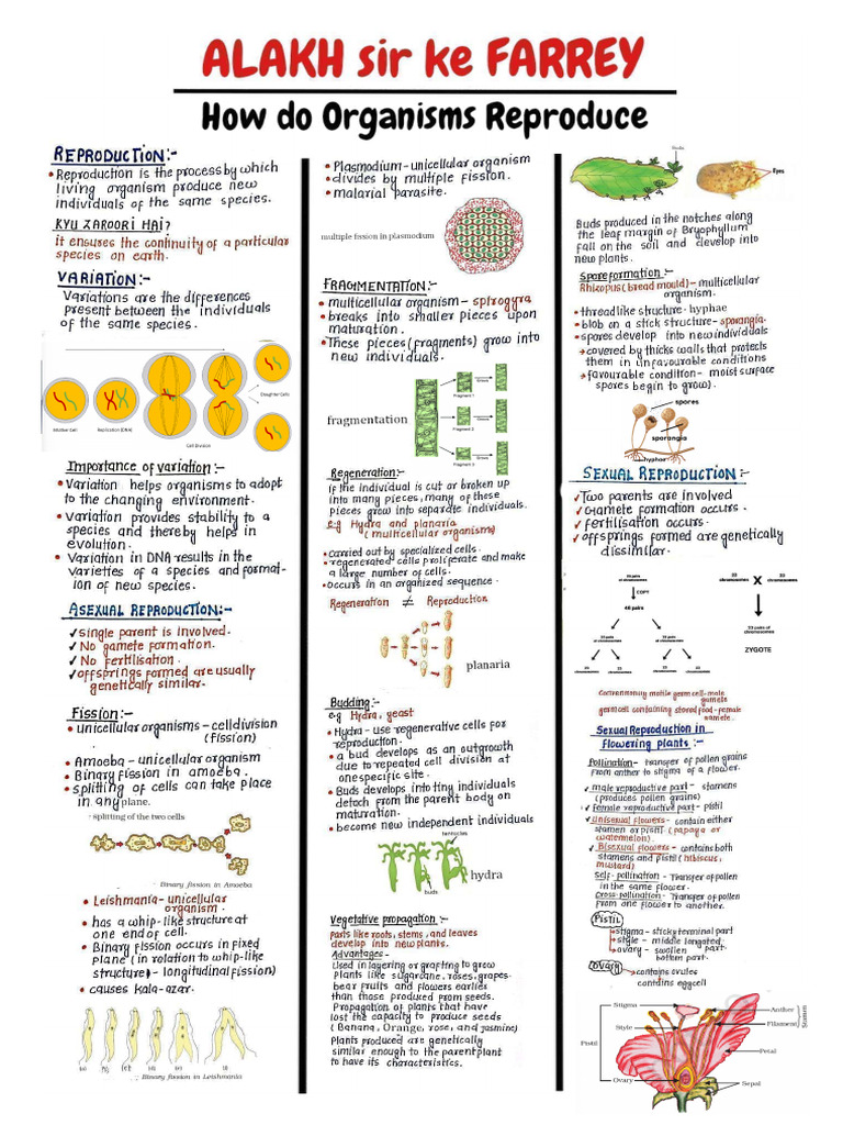 Reproduction FARREY +CYQ (3) Updated | PDF