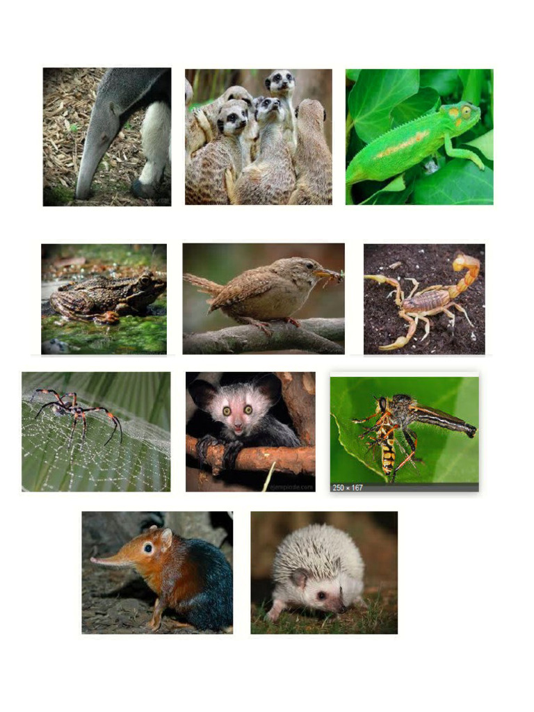 animales insectivoros | PDF