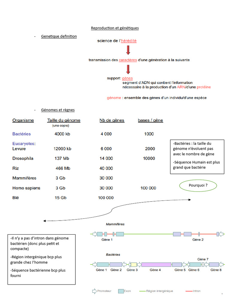 Définition de la génétique et reproduction | PDF | Méiose | Mitose