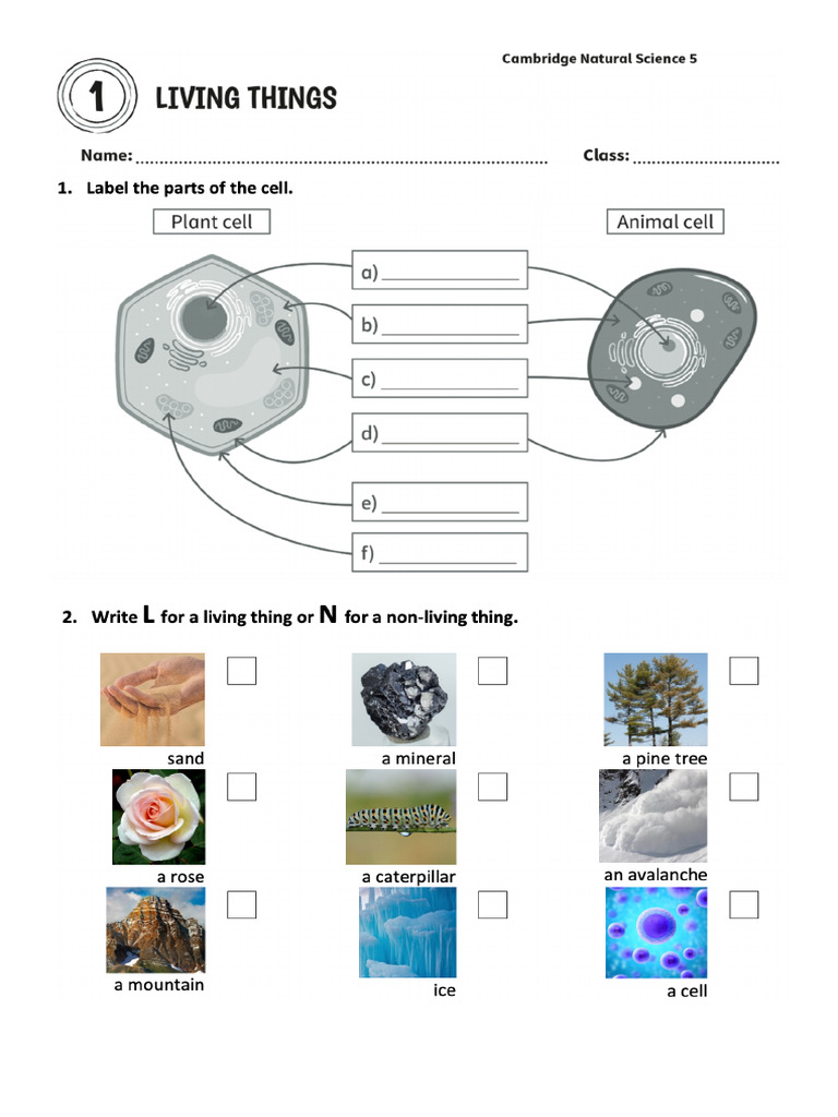 Living Things Exam 1 | PDF