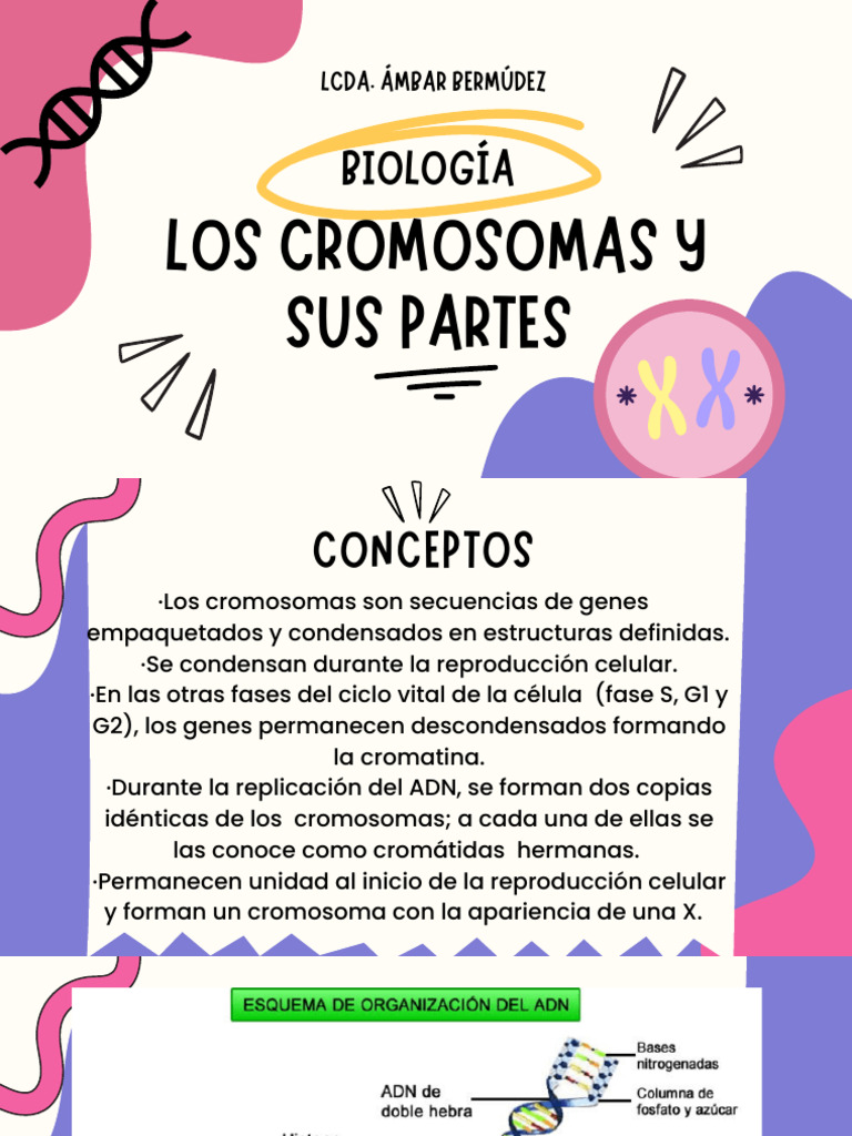 Estructura y Tipos de Cromosomas | PDF